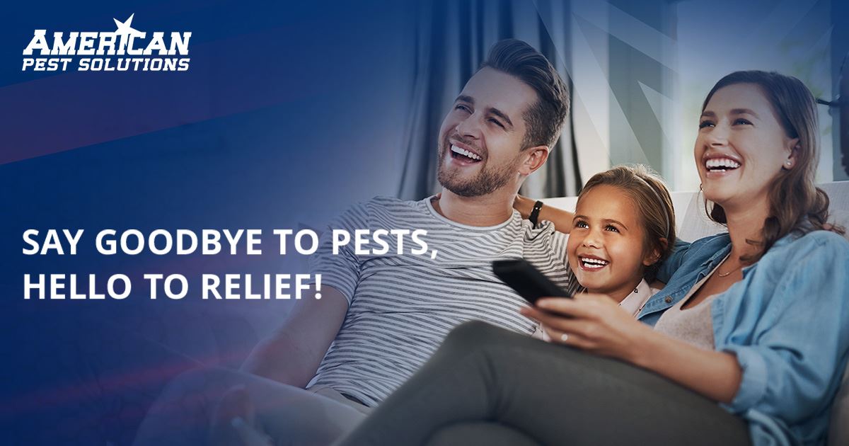 Cluster Flies Identification, Habits, & Treatment | American Pest Solutions