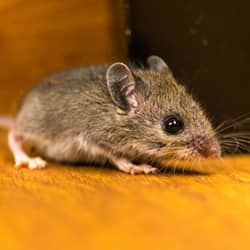 Mice Problems On The Rise In Hartford County CT