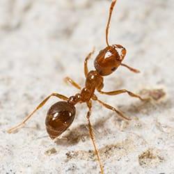 How Summer Ants Get Into Western Massachusetts Homes