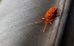 How To Combat A Clover Mite Infestation In Western Massachusetts