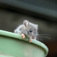 Mice Facts And Prevention Tips
