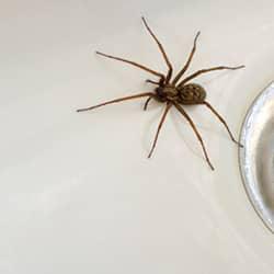 What You Ought To Know About Spiders In Western Massachusetts
