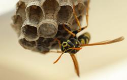 Wasp Prevention 101: Steps You Can Take To Keep Wasps At Bay In Western ...