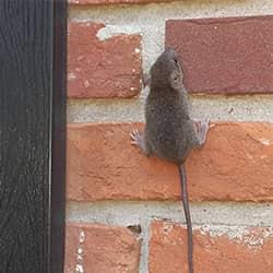 Say Goodbye To Mice: Tips For Effective Mouse Control In Western ...