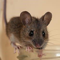 Six Easy & Effective Mouse Control Tips For Western Massachusetts Homes