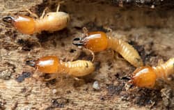 Termite Control 101: An Identification And Control Guide For Western ...