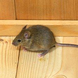Are Mice In Western Massachusetts Something To Worry About?