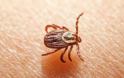 Tick Control 101: Techniques For Effective Tick Control For Your ...