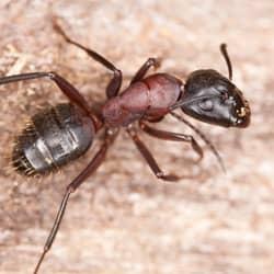 A Handy Homeowners' Guide To Ant Control In Hartford