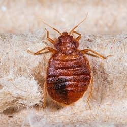 Western Massachusetts' Complete Bed Bug Control Guide