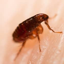 The Secret To Effective Flea & Tick Control Around Your Amherst Property