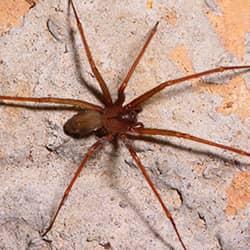 Don't Let The Spiders In Western Massachusetts Take Over Your Porch