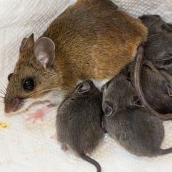 The Dangers Mice Bring To Western Massachusetts Homes