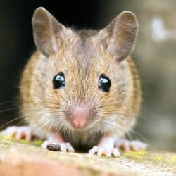3 Tips To Prevent A Mouse Infestation
