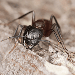 Problems Carpenter Ants Cause In Hartford, CT
