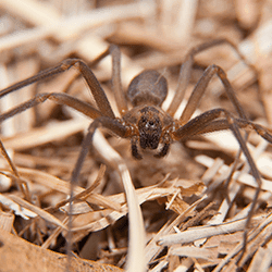 Dangers Of Summer Spider Infestations In Massachusetts Homes