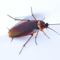 What Works & What Doesn't: Cockroach Control In Western Massachusetts