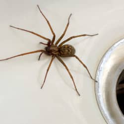 The Secret To Common House Spider Control